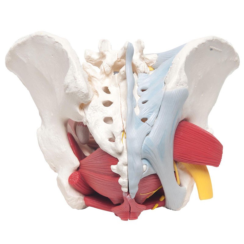 Anatomisches modell des weiblichen beckens mit bändern: sagittaler ...
